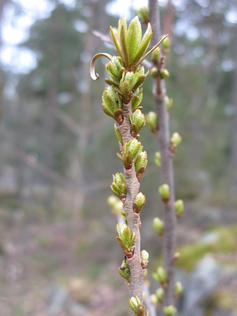 Marjapensaat | Pihastudio - puutarhablogi / Entti Oy